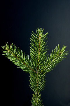 Rottanne Images – Browse 180 Stock Photos, Vectors, and Video | Adobe Stock