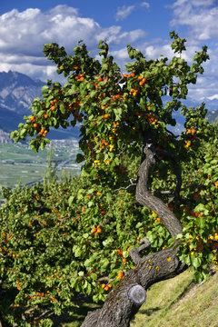Marillenbaum Bilder – Durchsuchen 17,077 Archivfotos, Vektorgrafiken ...