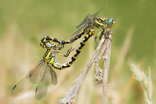 รูปภาพOdonate – เลือกดูภาพถ่ายสต็อก เวกเตอร์ และวิดีโอ47,478 | Adobe Stock