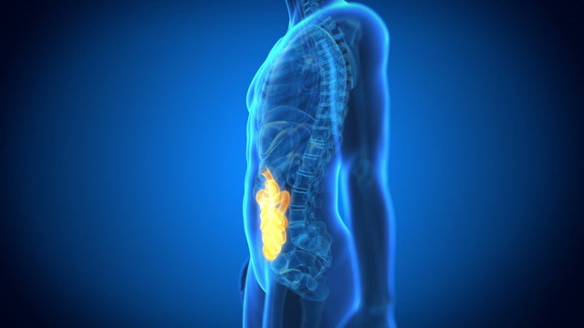 Dünndarmschlinge Bilder – Durchsuchen 324 Archivfotos, Vektorgrafiken ...