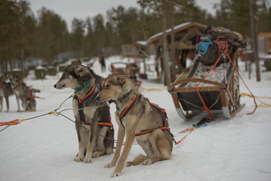 รูปภาพMushing – เลือกดูภาพถ่ายสต็อก เวกเตอร์ และวิดีโอ19,293 | Adobe Stock