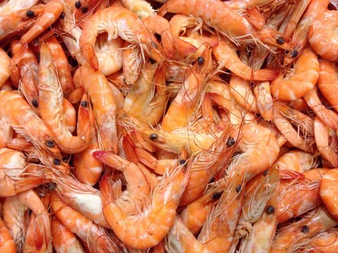 รูปภาพDendrobranchiata – เลือกดูภาพถ่ายสต็อก เวกเตอร์ และวิดีโอ2,047 ...