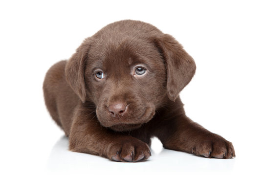 Light Chocolate Labrador Retriever Puppies
