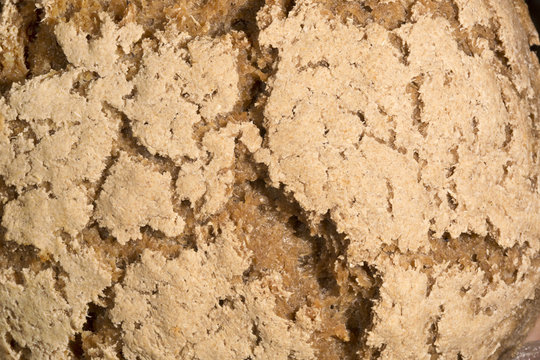 "Pelle Ruvida" Bilder – Durchsuchen 48 Archivfotos, Vektorgrafiken und ...