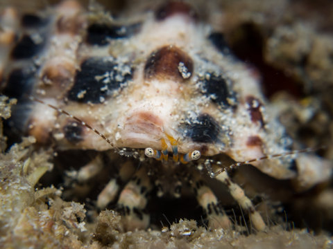 Diogenidae Images – Browse 44 Stock Photos, Vectors, and Video | Adobe ...