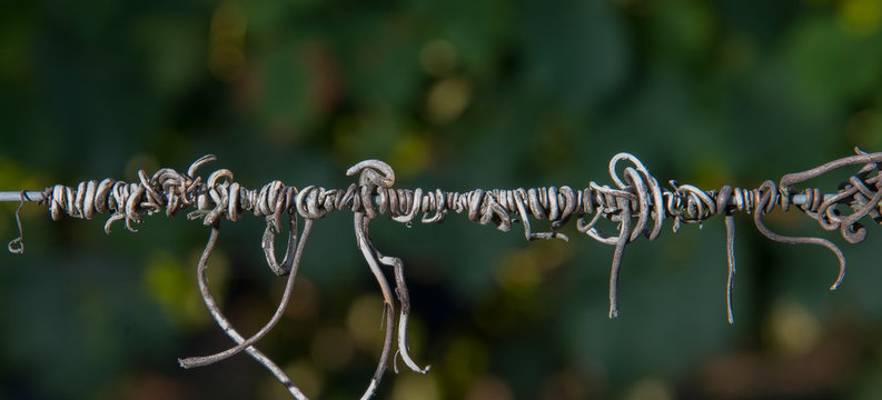 รูปภาพTendril – เลือกดูภาพถ่ายสต็อก เวกเตอร์ และวิดีโอ51,108 | Adobe Stock