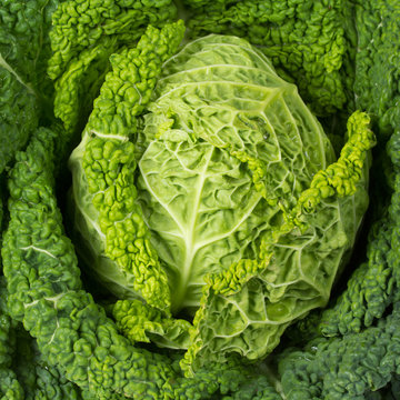 Kopfkohl 이미지 – 찾아보기 198 스톡 사진, 벡터 및 비디오 | Adobe Stock