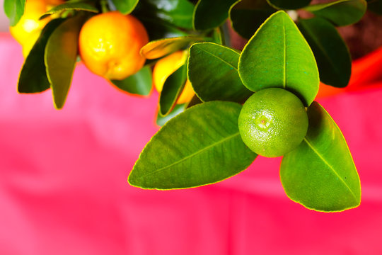 Panama-Orange Images – Browse 51 Stock Photos, Vectors, and Video ...