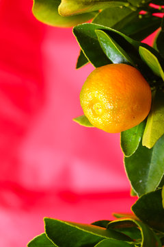 Panama-Orange Images – Browse 51 Stock Photos, Vectors, and Video ...