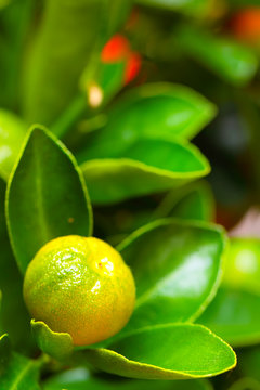 Panama-Orange Images – Browse 51 Stock Photos, Vectors, and Video ...