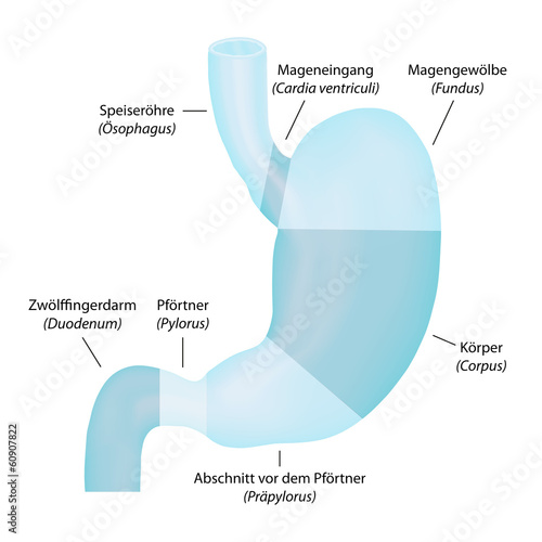"Aufbau des Magens, deutsch und latain" Stock image and royalty-free ...