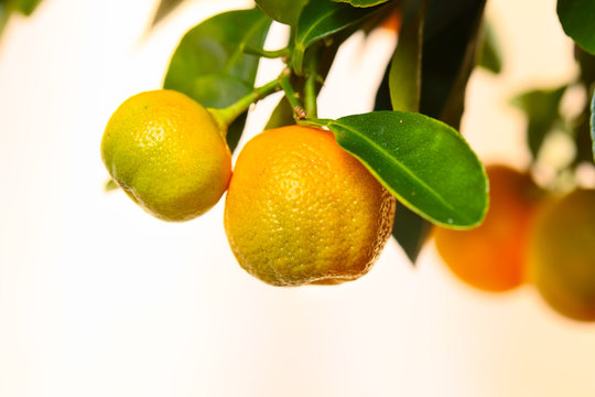 Panama-Orange Images – Browse 51 Stock Photos, Vectors, and Video ...