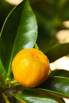 Panama-Orange Images – Browse 51 Stock Photos, Vectors, and Video ...
