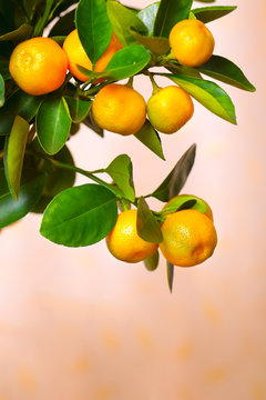 Panama-Orange Images – Browse 51 Stock Photos, Vectors, and Video ...