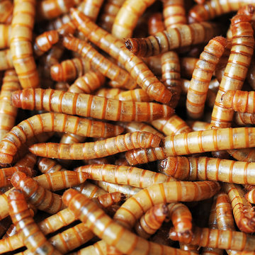 รูปภาพMaggot – เลือกดูภาพถ่ายสต็อก เวกเตอร์ และวิดีโอ51,026 | Adobe Stock