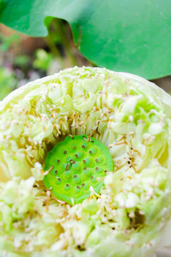 Haggish-Bilder: Stock-Fotos & -Videos. | Adobe Stock