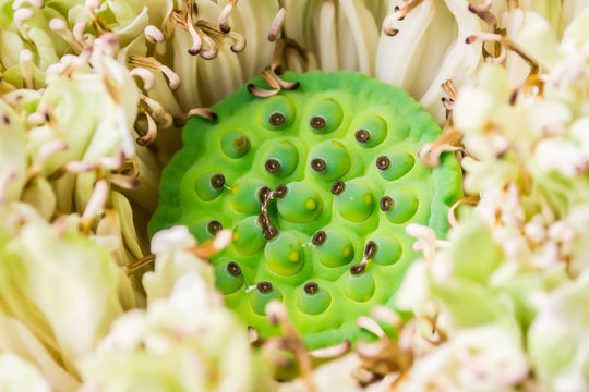 Haggish bilder – Bläddra bland 177 stockfoton, vektorer och videor ...