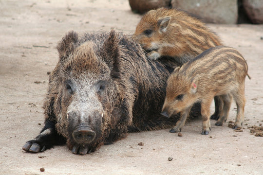 รูปภาพJabato – เลือกดูภาพถ่ายสต็อก เวกเตอร์ และวิดีโอ26 | Adobe Stock