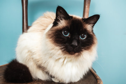 Birmanes Bilder – Durchsuchen 5,587 Archivfotos, Vektorgrafiken und ...