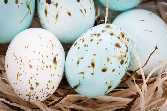 Eierschale bilder – Bläddra bland 13,703 stockfoton, vektorer och ...