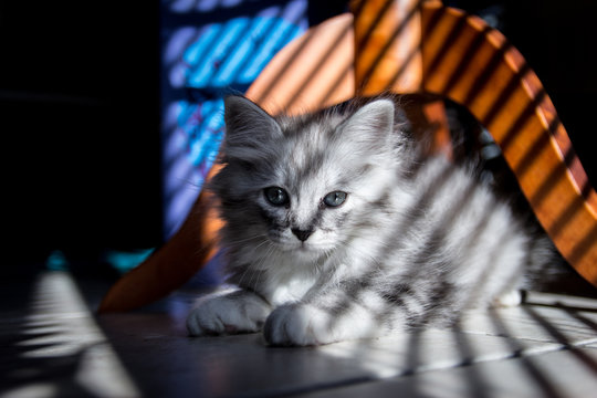 รูปภาพRonronne – เลือกดูภาพถ่ายสต็อก เวกเตอร์ และวิดีโอ108 | Adobe Stock