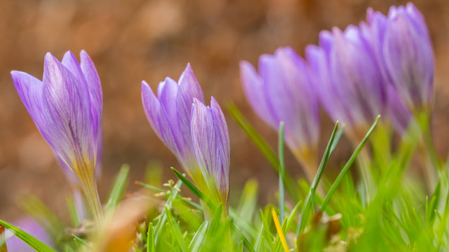 รูปภาพCorcus – เลือกดูภาพถ่ายสต็อก เวกเตอร์ และวิดีโอ86 | Adobe Stock