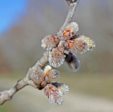 Bourgeonner bilder – Bläddra bland 397 stockfoton, vektorer och videor ...