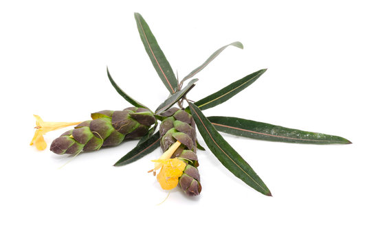 รูปภาพMumps – เลือกดูภาพถ่ายสต็อก เวกเตอร์ และวิดีโอ6,357 | Adobe Stock