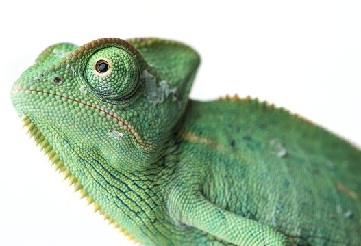 Chameleo Images – Browse 458 Stock Photos, Vectors, and Video | Adobe Stock