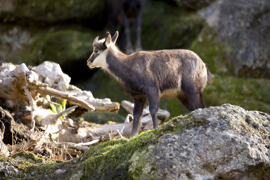 Gemse Images – Browse 41 Stock Photos, Vectors, and Video | Adobe Stock