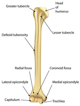 Trochlear Tubercle