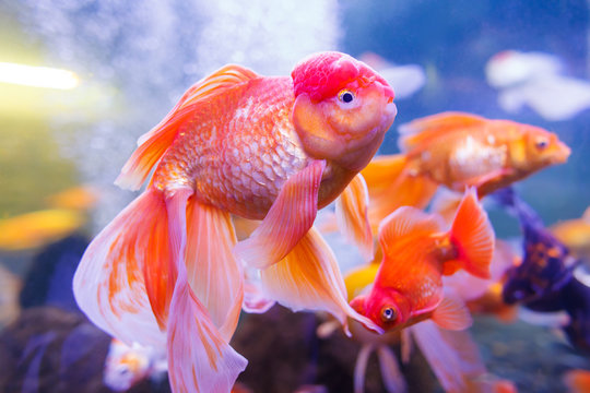 รูปภาพOranda – เลือกดูภาพถ่ายสต็อก เวกเตอร์ และวิดีโอ9,060 | Adobe Stock