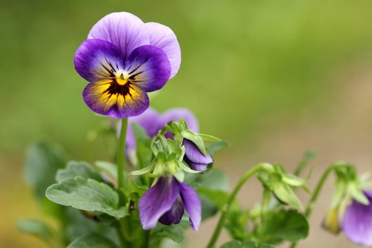 รูปภาพViolaceae – เลือกดูภาพถ่ายสต็อก เวกเตอร์ และวิดีโอ6,368 | Adobe Stock