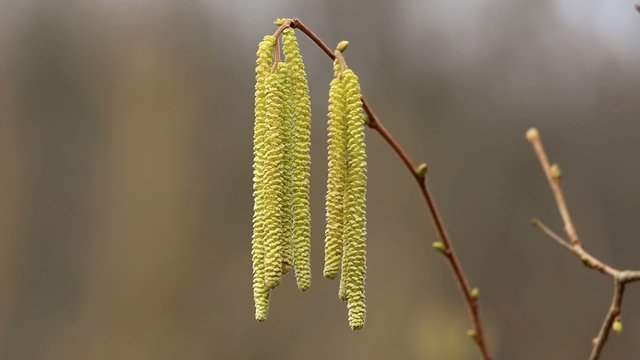 รูปภาพHazelnoot – เลือกดูภาพถ่ายสต็อก เวกเตอร์ และวิดีโอ17 | Adobe Stock