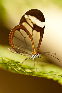 รูปภาพGlasswing – เลือกดูภาพถ่ายสต็อก เวกเตอร์ และวิดีโอ1,021 | Adobe Stock