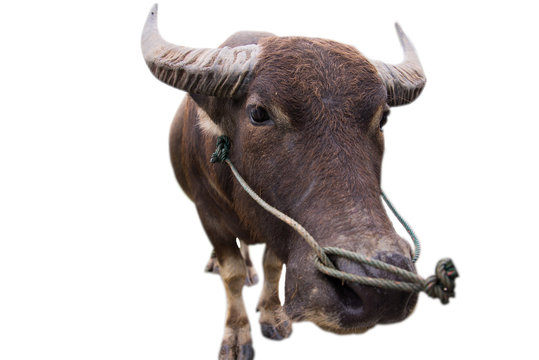 รูปภาพCarabao – เลือกดูภาพถ่ายสต็อก เวกเตอร์ และวิดีโอ2,563 | Adobe Stock
