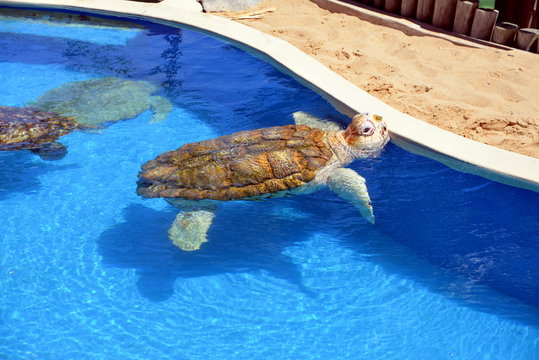 Hyperoartia Images – Browse 43 Stock Photos, Vectors, and Video | Adobe ...