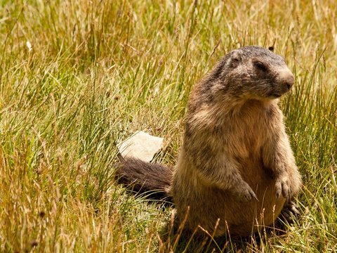 Mormota Images – Browse 11 Stock Photos, Vectors, and Video | Adobe Stock