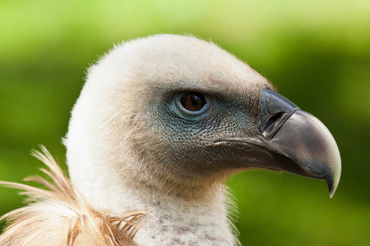Aasgeier Bilder – Durchsuchen 6,653 Archivfotos, Vektorgrafiken und ...