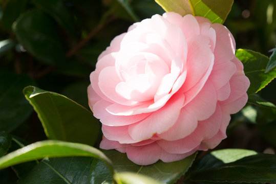 Camellia Images – Browse 41,478 Stock Photos, Vectors, and Video ...