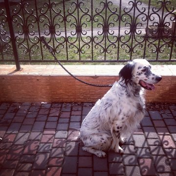 "Waiting For Master" Bilder – Durchsuchen 16 Archivfotos ...