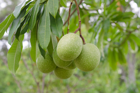 「Tangena」の写真素材 | 174件の無料イラスト画像 | Adobe Stock