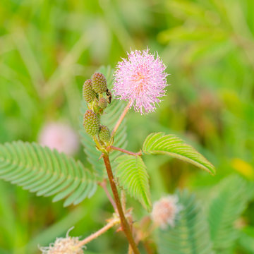 "Sleeping Grass" Images – Browse 4,618 Stock Photos, Vectors, and Video ...
