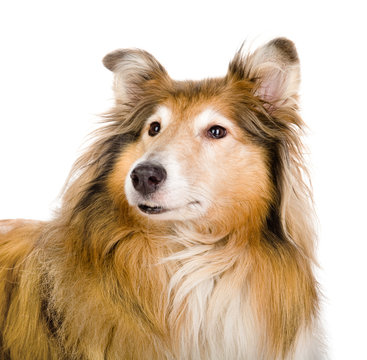 รูปภาพLassie_ – เลือกดูภาพถ่ายสต็อก เวกเตอร์ และวิดีโอ8,102 | Adobe Stock