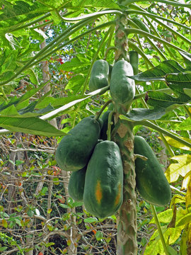 Papayer Images – Browse 250 Stock Photos, Vectors, and Video | Adobe Stock