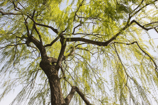 Weidenbaum Images – Browse 1,017 Stock Photos, Vectors, and Video ...