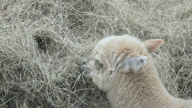 Alpacas Video Footage – Browse 3,962 HD Stock Video and Footage | Adobe ...