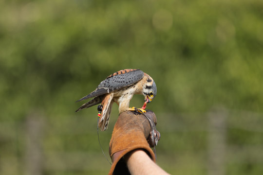 Falchetto Images – Browse 85 Stock Photos, Vectors, and Video | Adobe Stock