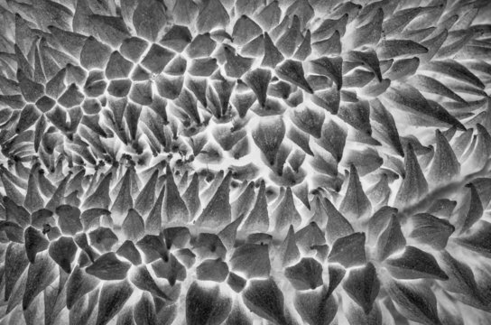 Dolphin Skin Microscope