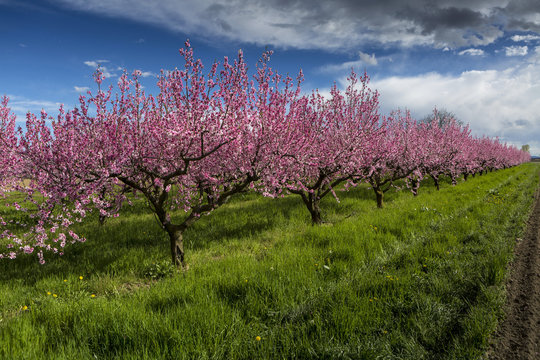 Peschi bilder – Bläddra bland 83 stockfoton, vektorer och videor ...